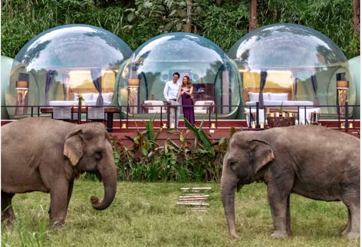 Asian Elephant Tourism Needs New Optics, This Thai Resort Shows a Way ...